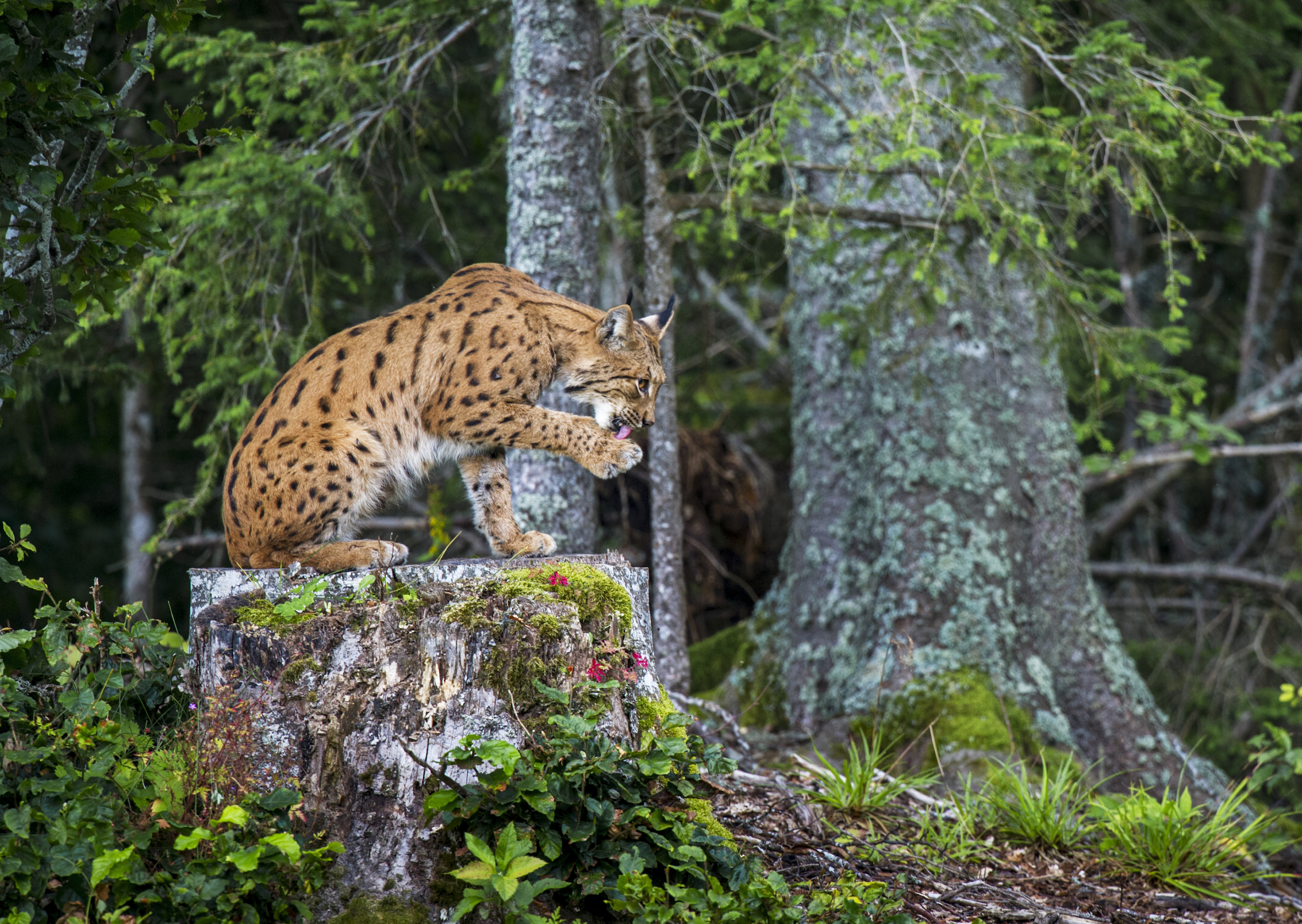 New book looks at pros and cons of reintroducing lynx to Scotland | Pressat